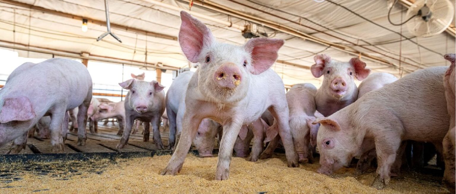 National Pork Producers Council